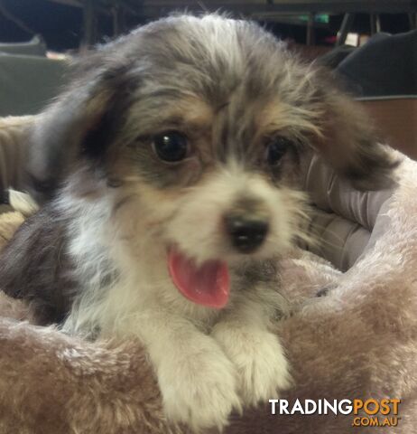 Silkese Silky Terrier Maltese Terrier