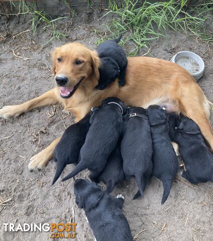 Golden Retriever X Border Collie