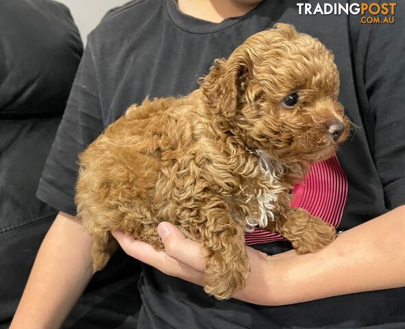 16 Poodle (Toy) Puppies in Victoria