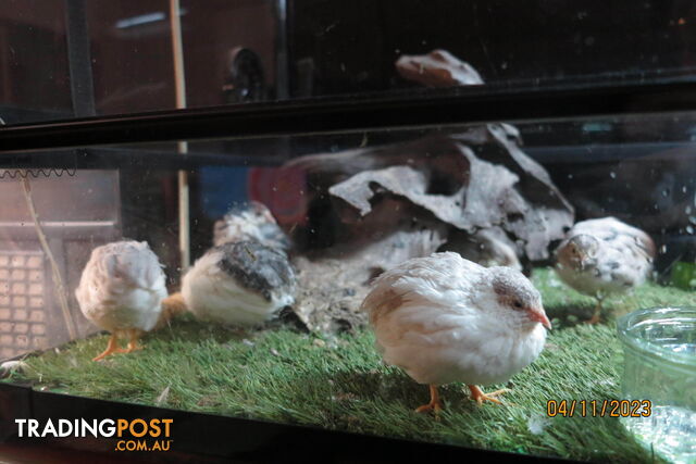 Young King Quail Button Quail Male and female