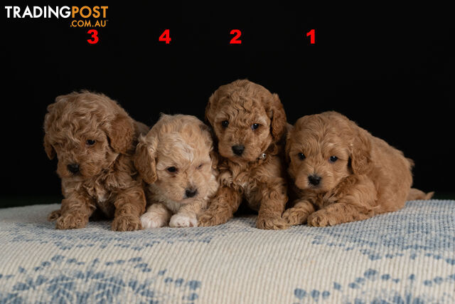 15 Cavoodle Puppies in New South Wales