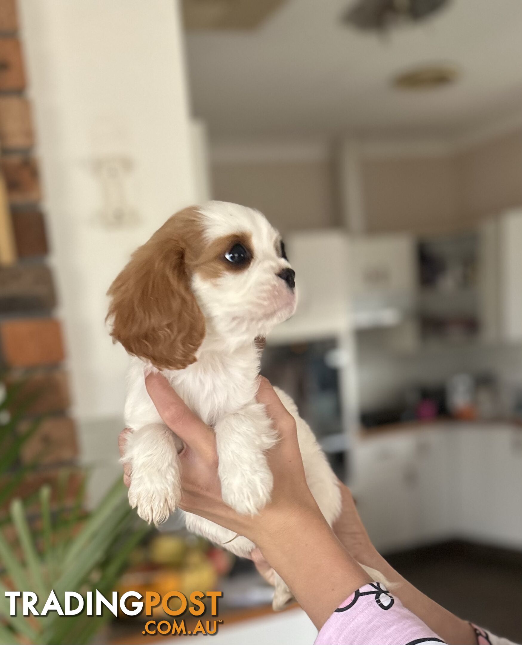 DNA Clear cavalier King Charles saniel