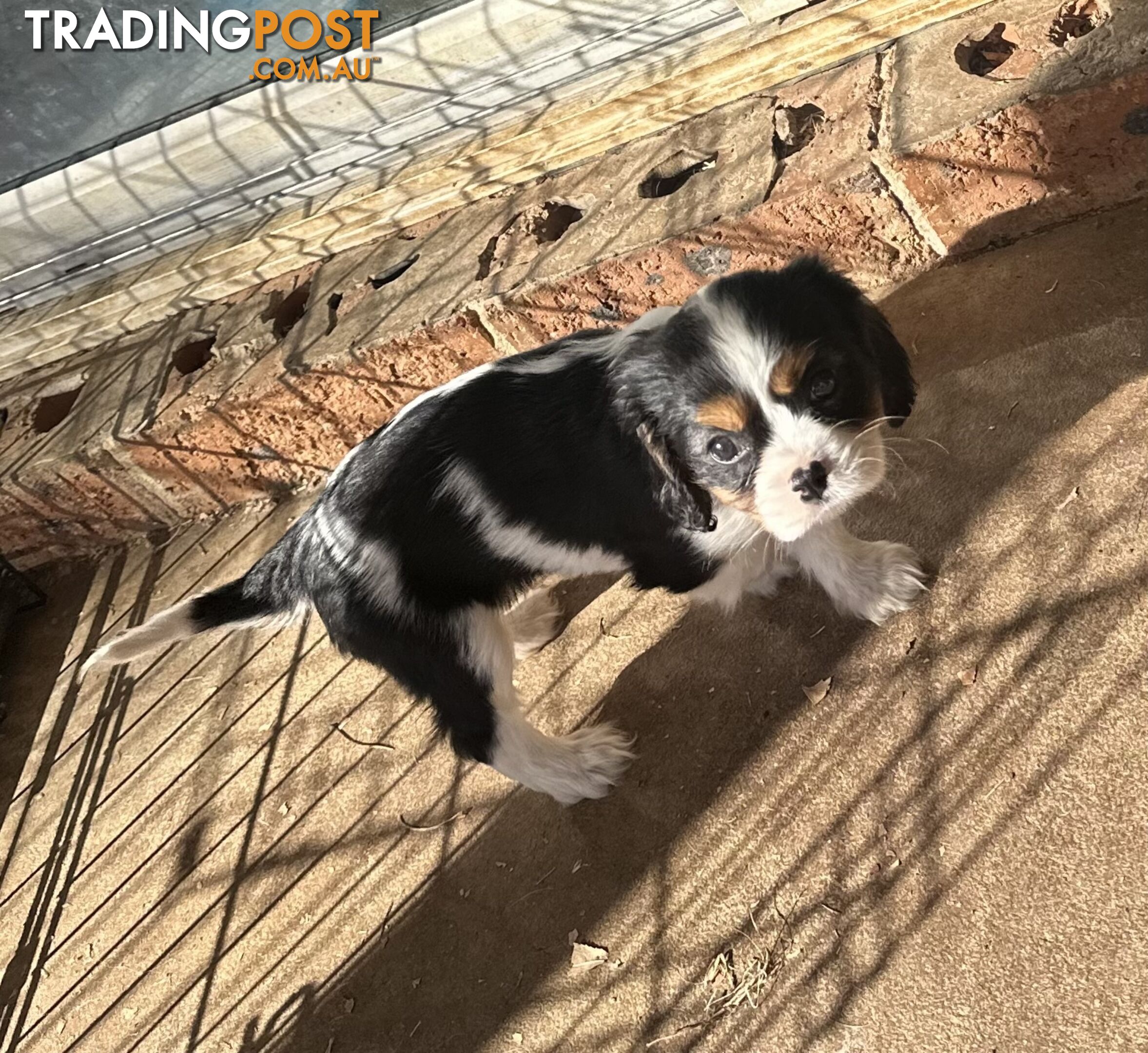DNA Clear cavalier King Charles saniel