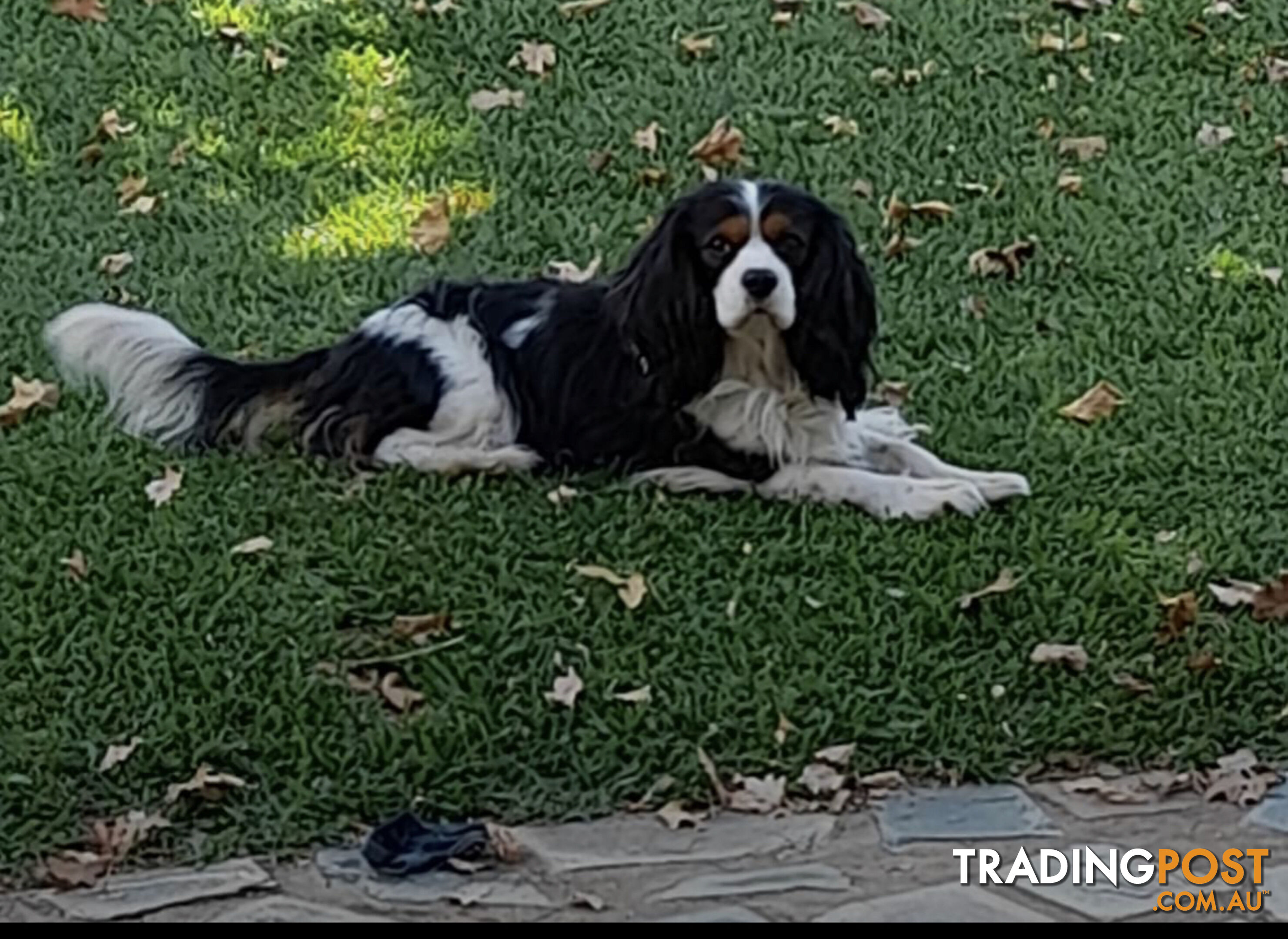 DNA Clear cavalier King Charles saniel