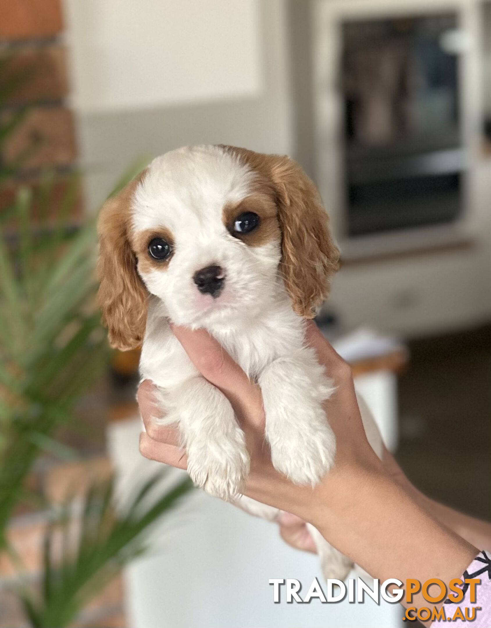 DNA Clear cavalier King Charles saniel