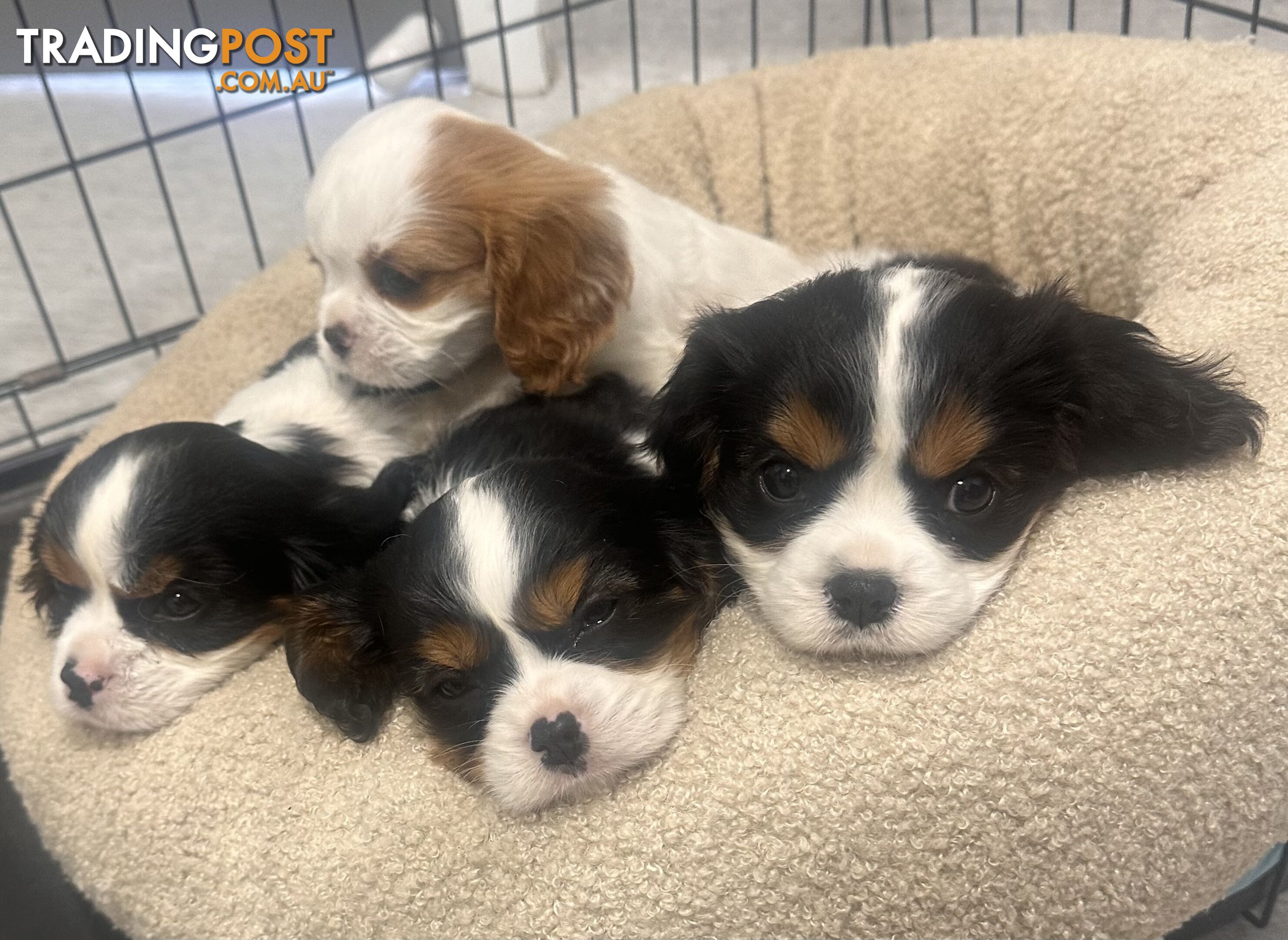 DNA Clear cavalier King Charles saniel