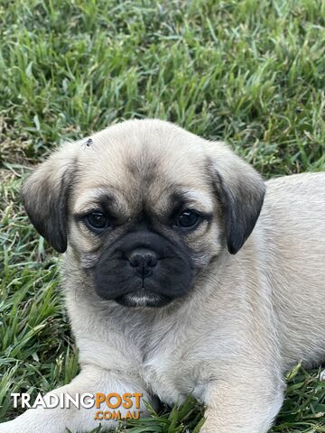 Pugaliers pug x cavalier puppies ready for their new homes