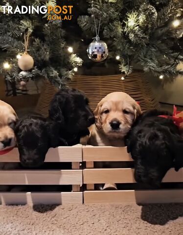 Miniature F1 Groodle Puppies