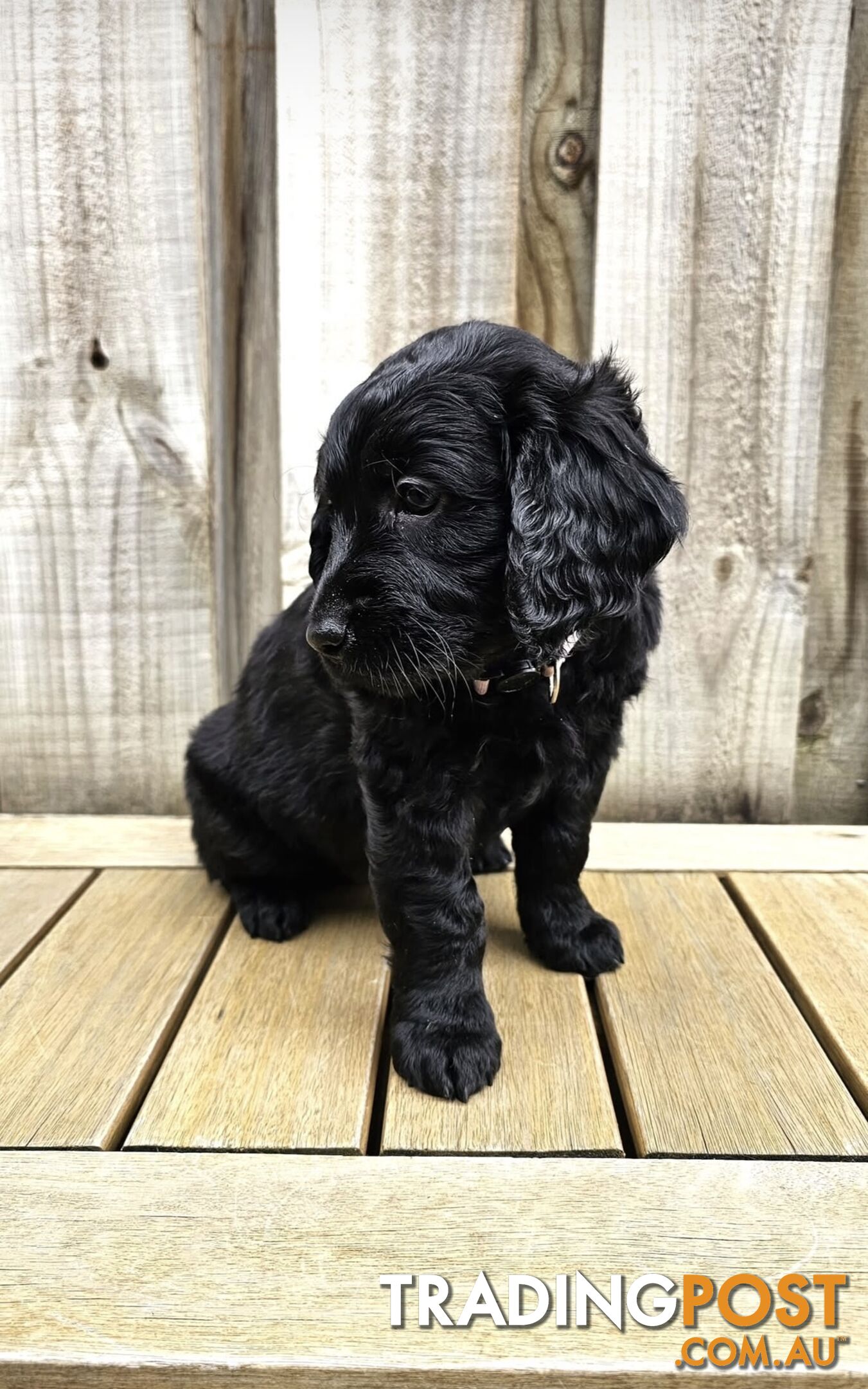 Miniature F1 Groodle Puppies