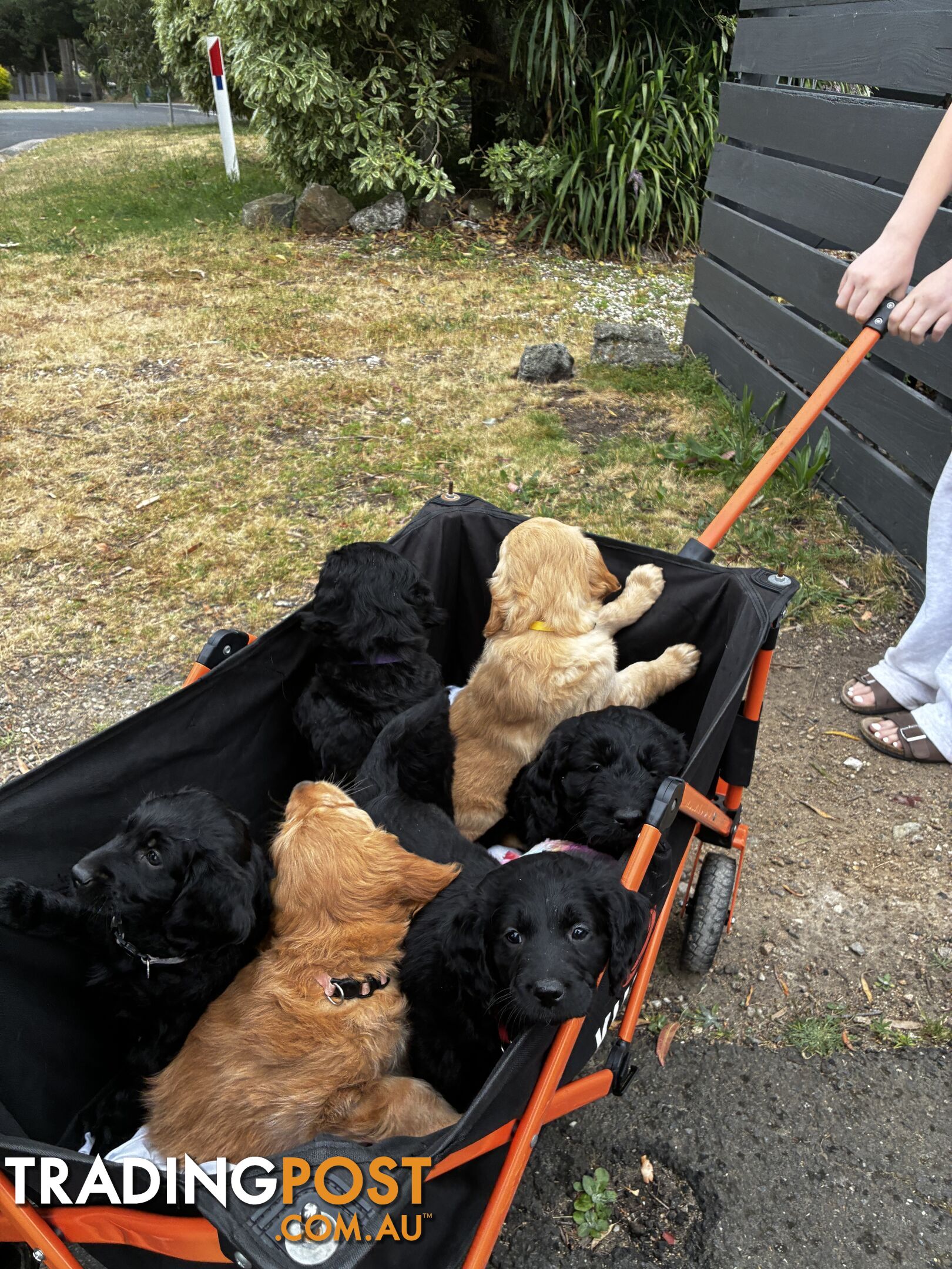 Miniature F1 Groodle Puppies