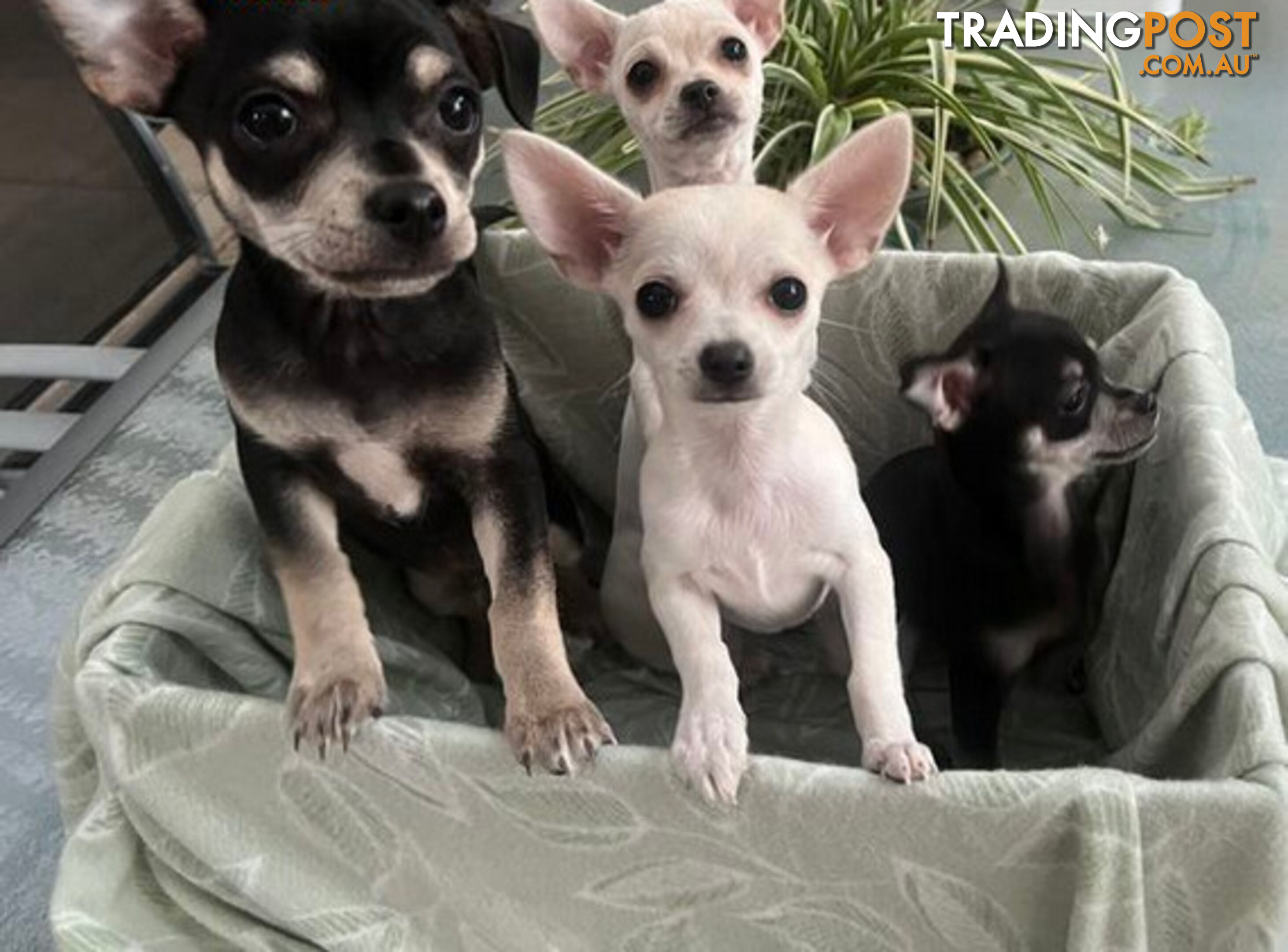 4 Purebred Chihuahua puppies