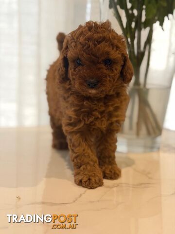 Adorable Toy Poodle Puppies Available
