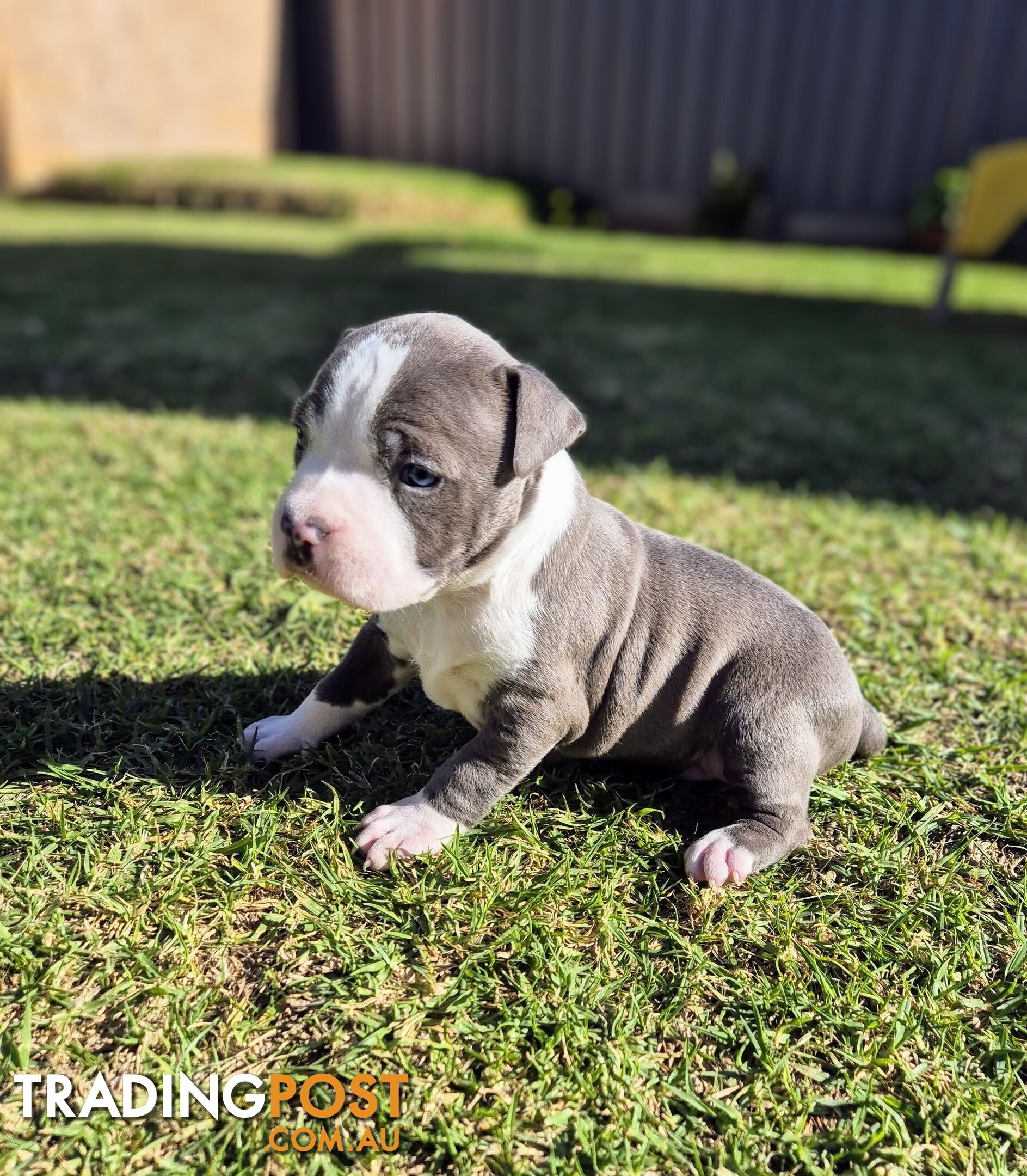 Adorable Pure Blue American Staffordshire Terrier Puppies