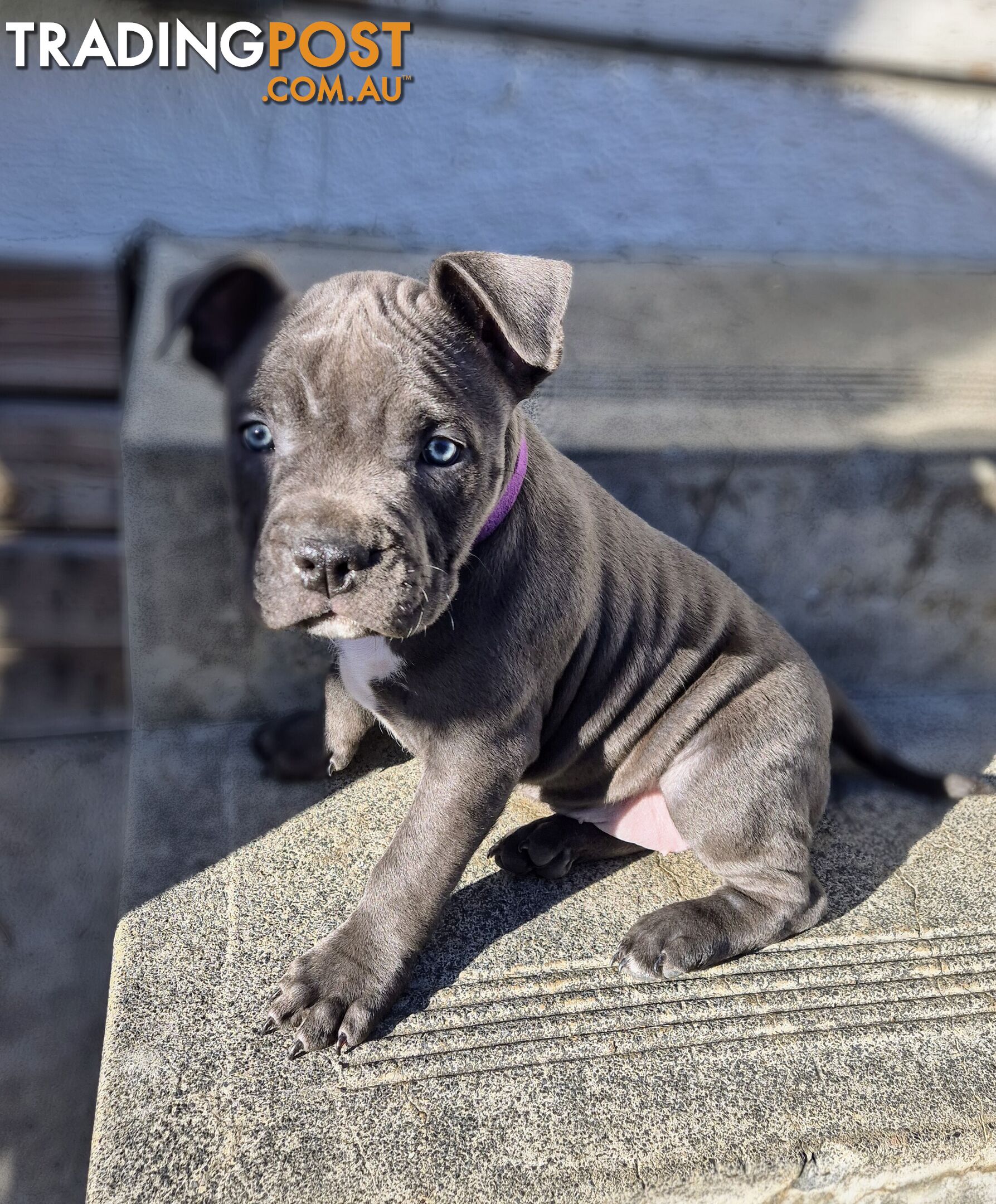 Pure Bred American Blue Staffy