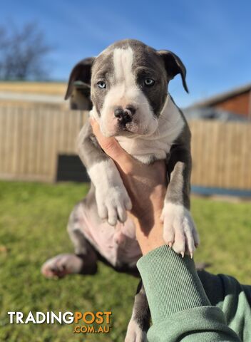 Pure Bred American Blue Staffy