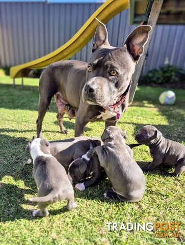 Pure Bred American Blue Staffy