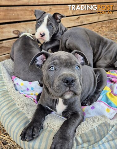 Pure Bred American Blue Staffy