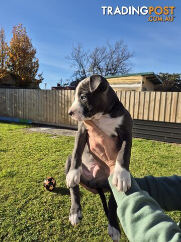 Pure Bred American Blue Staffy