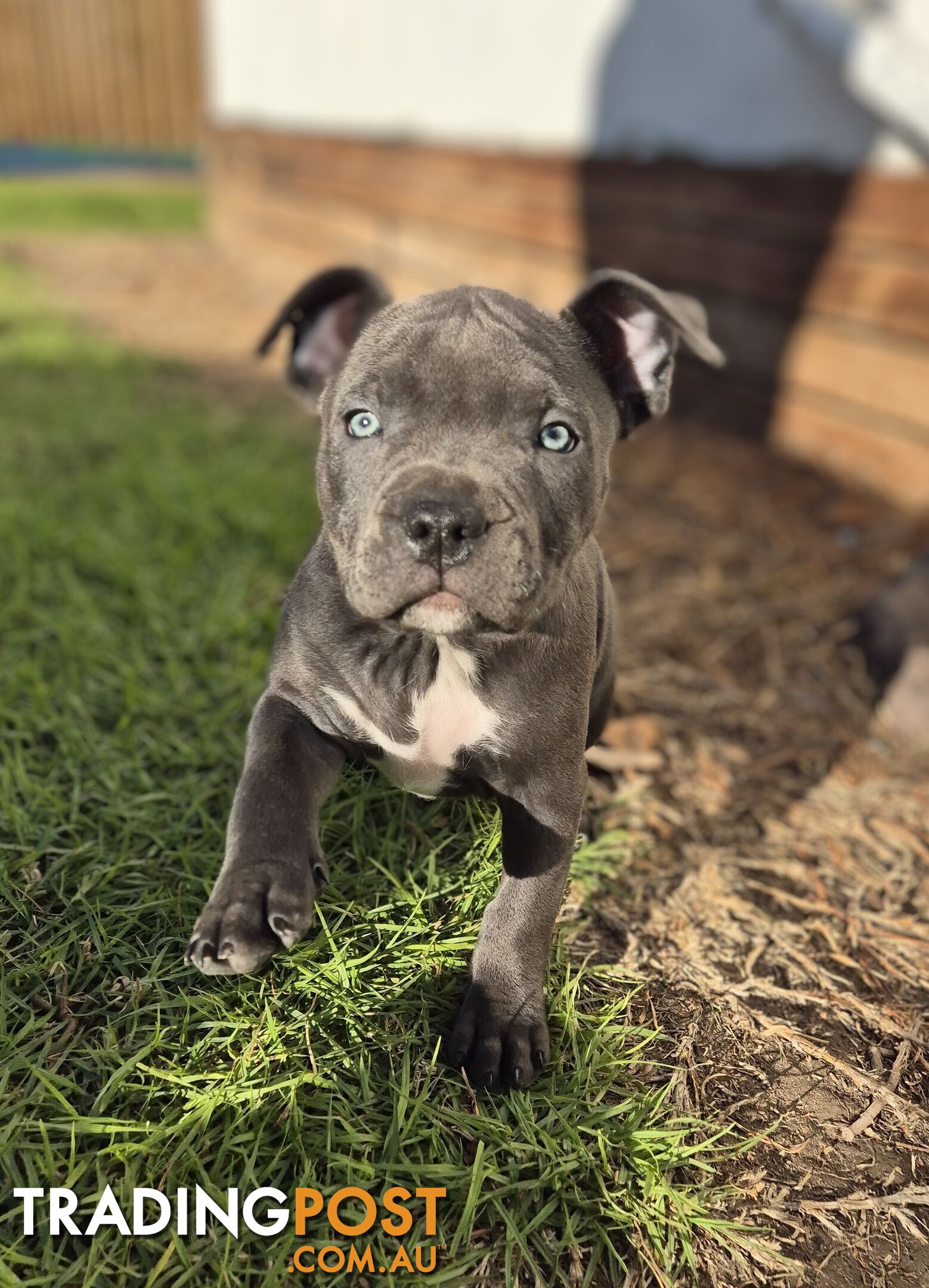 Pure Bred American Blue Staffy