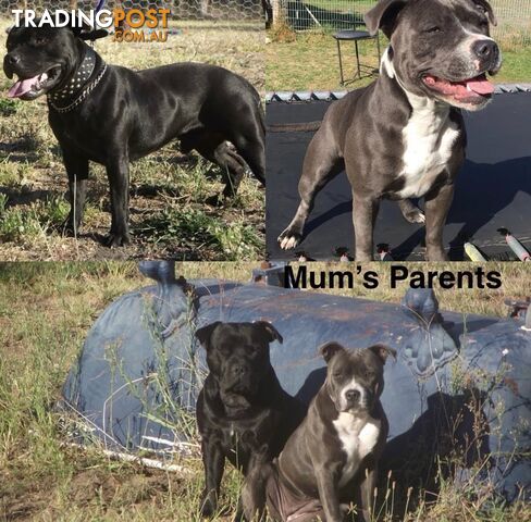 Pure Bred Blue English Staffies