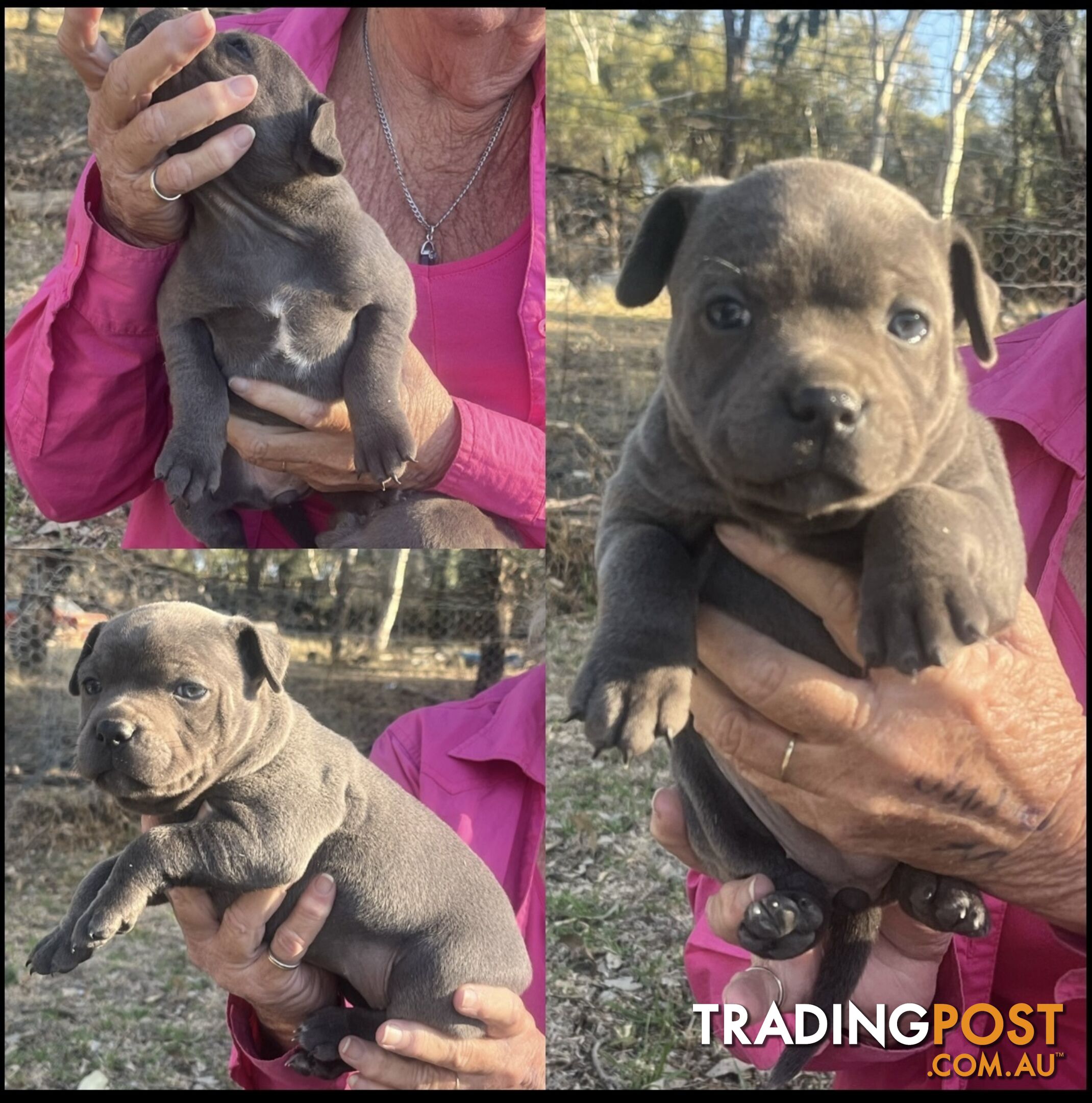 Pure Bred Blue English Staffies