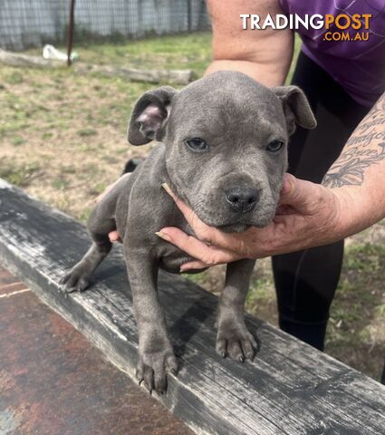 Pure Bred Blue English Staffies