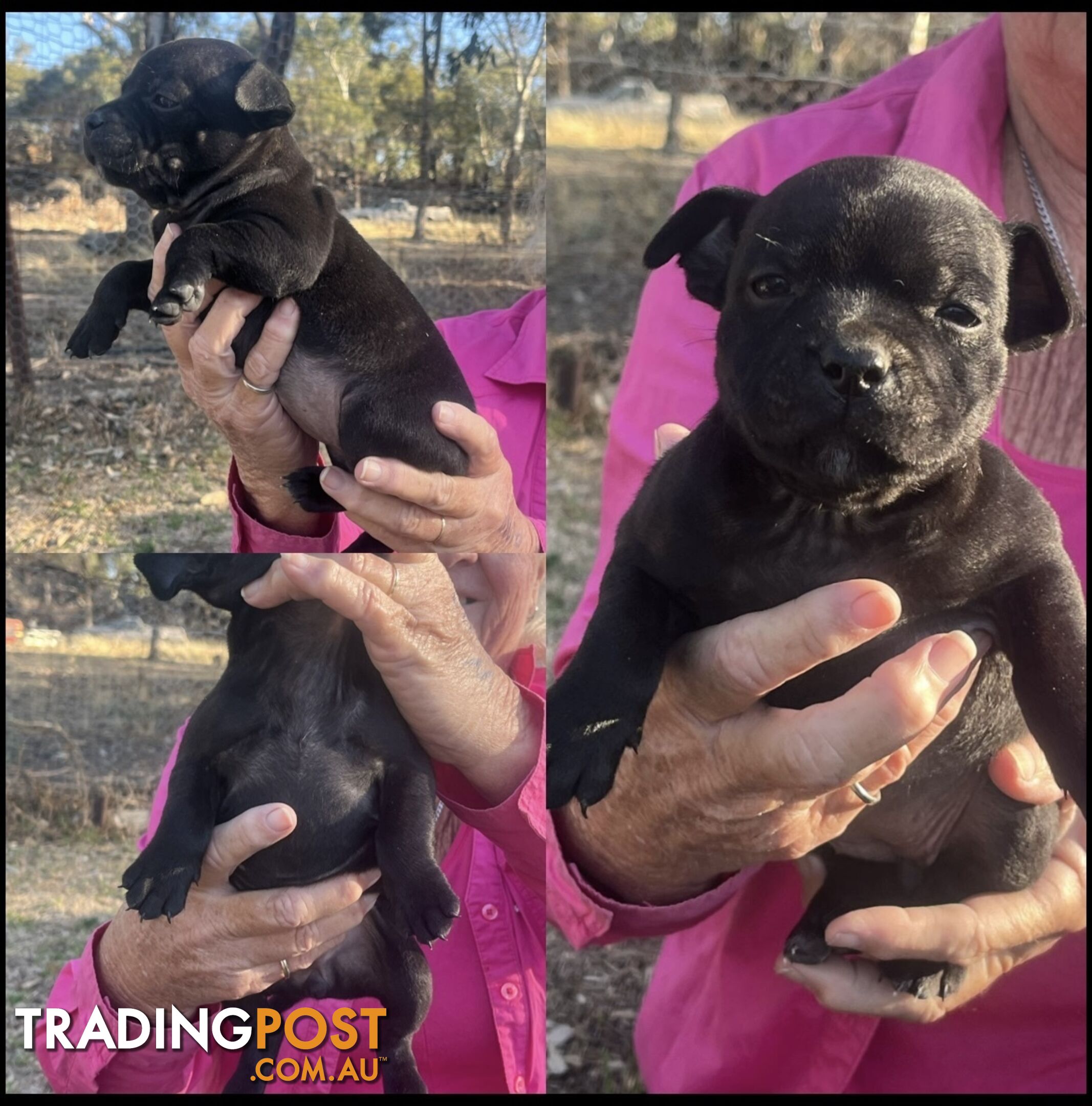 Pure Bred Blue English Staffies