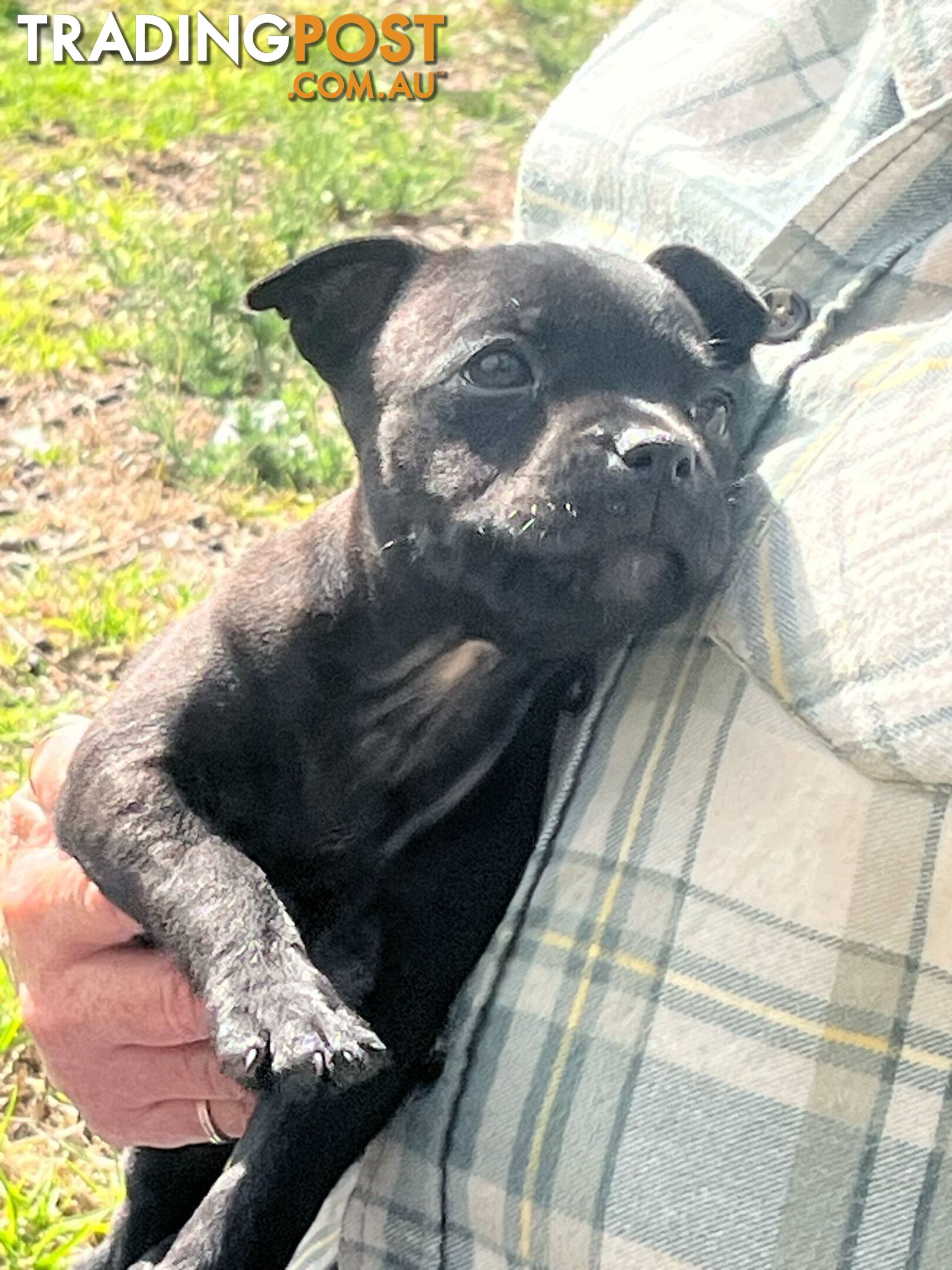 Pure Bred Blue English Staffies