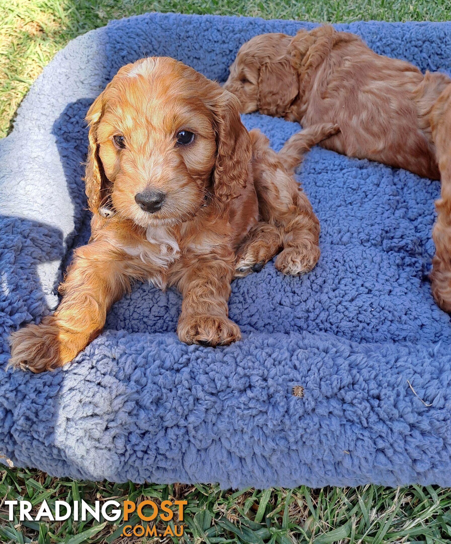 F1 Adorable Mini Spoodles looking for their forever homes