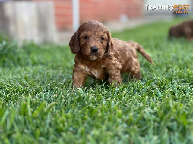 F1 Adorable Mini Spoodles looking for their forever homes