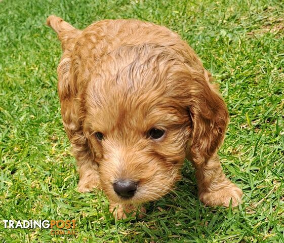F1 Adorable Mini Spoodles looking for their forever homes