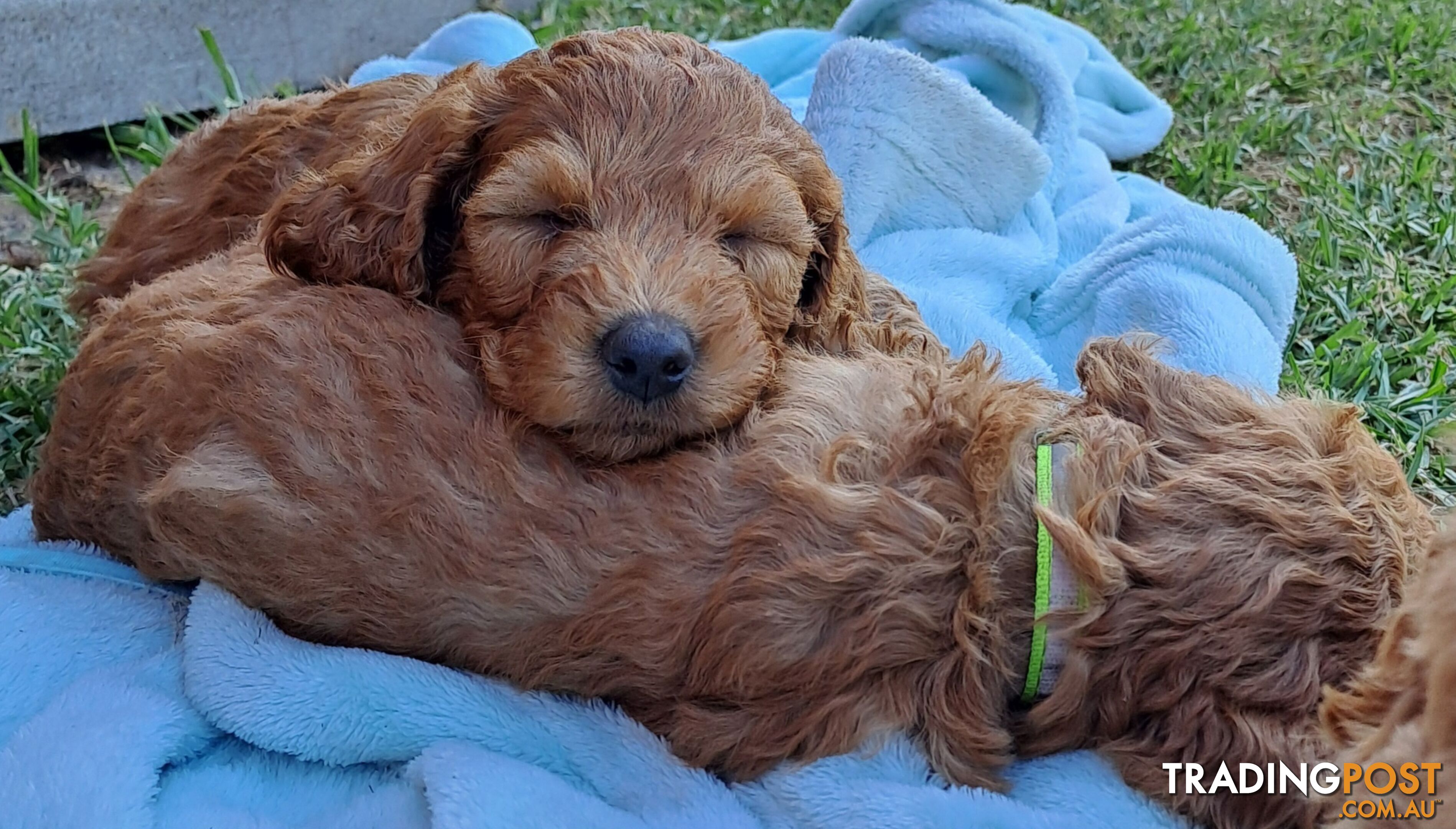 F1 Adorable Mini Spoodles looking for their forever homes