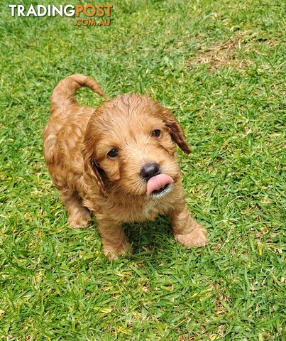 F1 Adorable Mini Spoodles looking for their forever homes