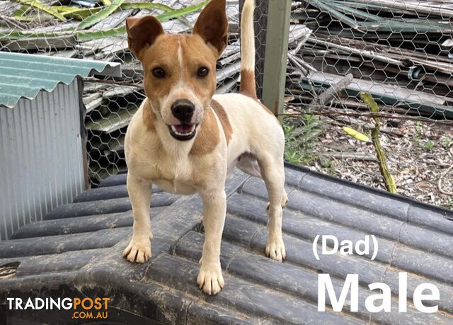 Beautiful Pure Bred Smooth Coat Jack Russell Puppies