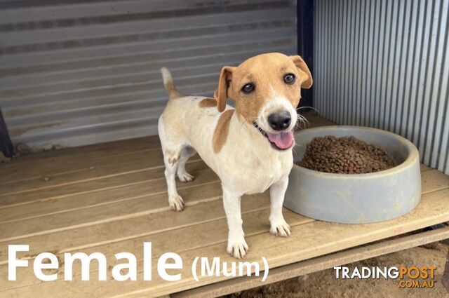 Beautiful Pure Bred Smooth Coat Jack Russell Puppies