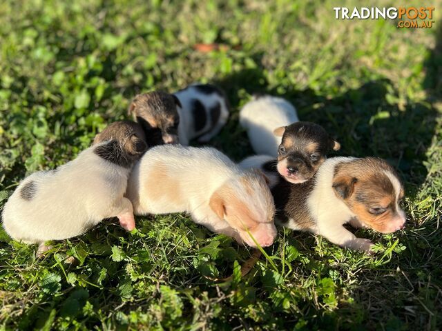 Beautiful Pure Bred Smooth Coat Jack Russell Puppies