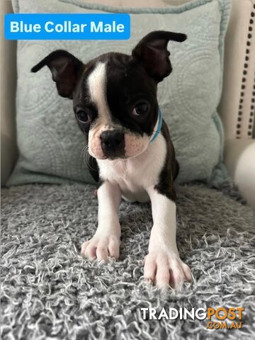 Boston Terrier Pure Bred Pups