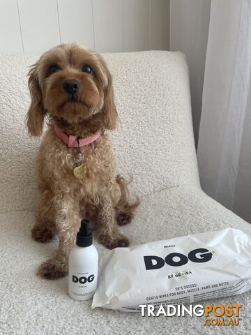 Toy cavoodle