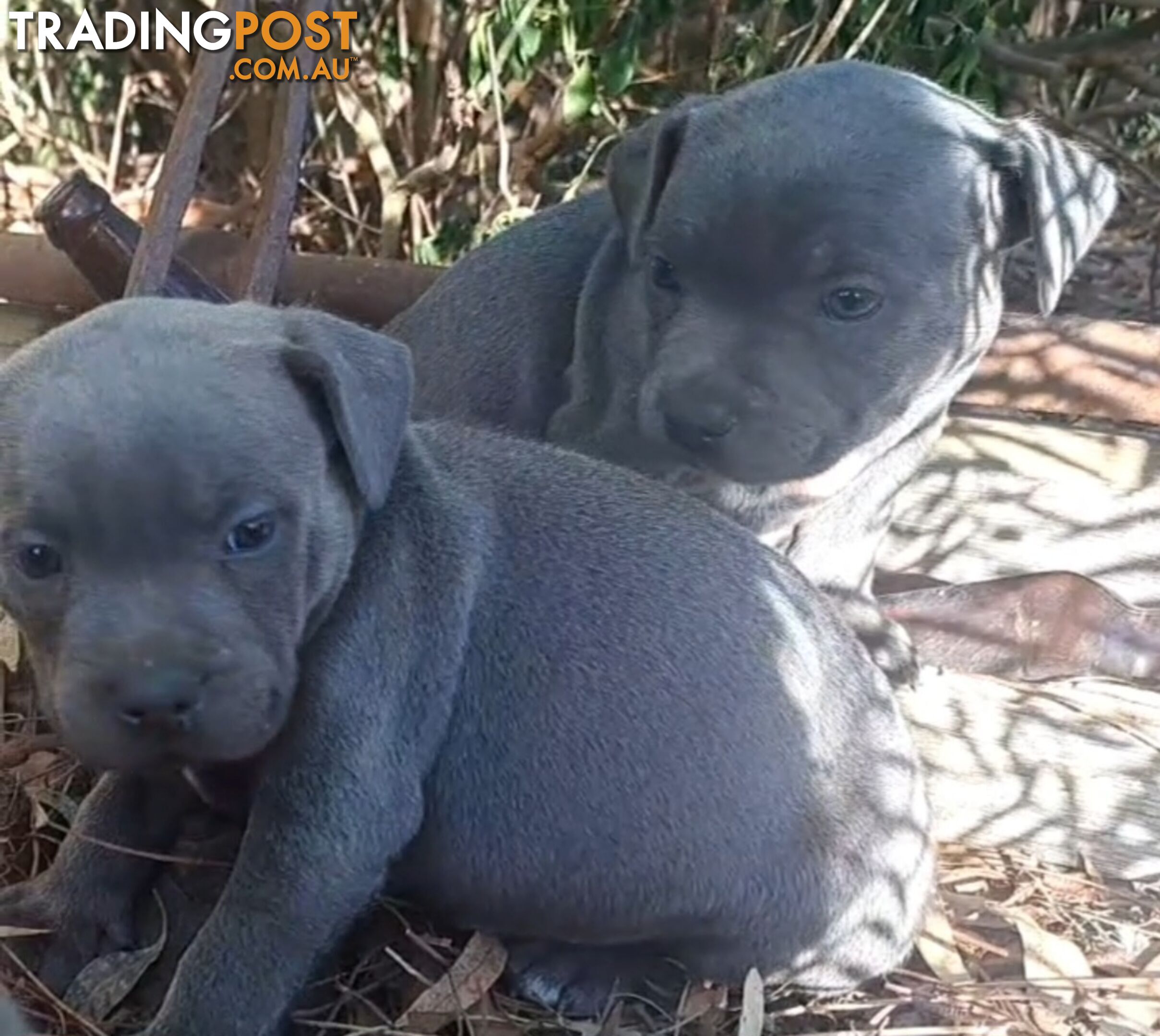 Blue english staffy puppies