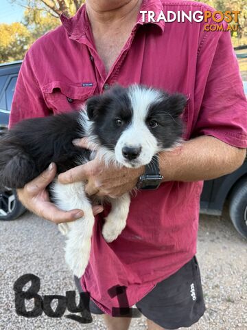 Purebred Border Collie Pups