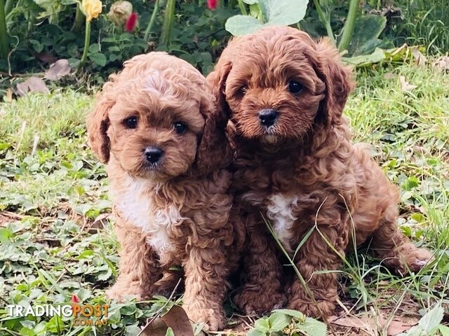 Puppies CAVOODLE TOY Red Curly 1st Generation
