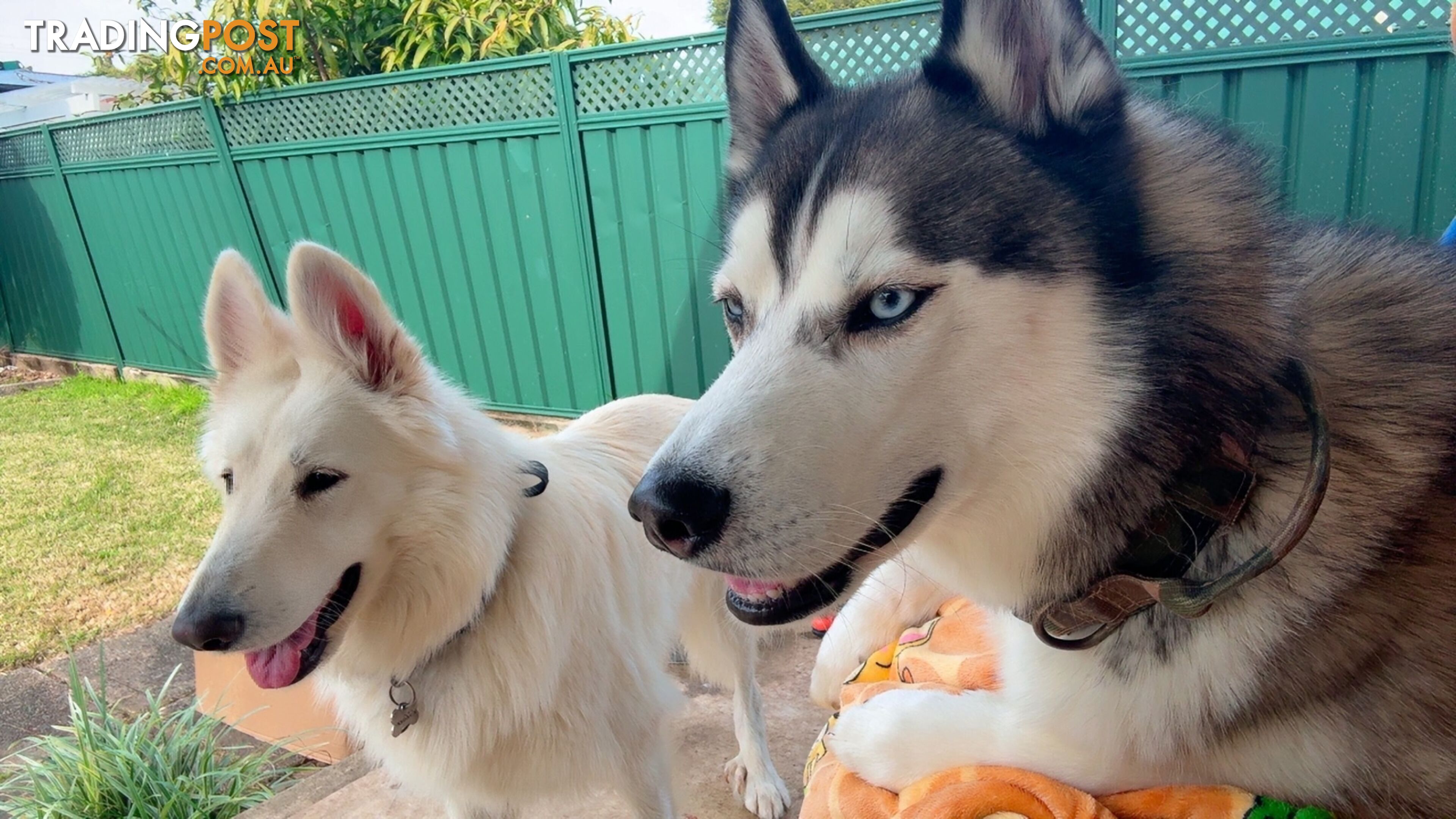 Husky Puppies For Sale