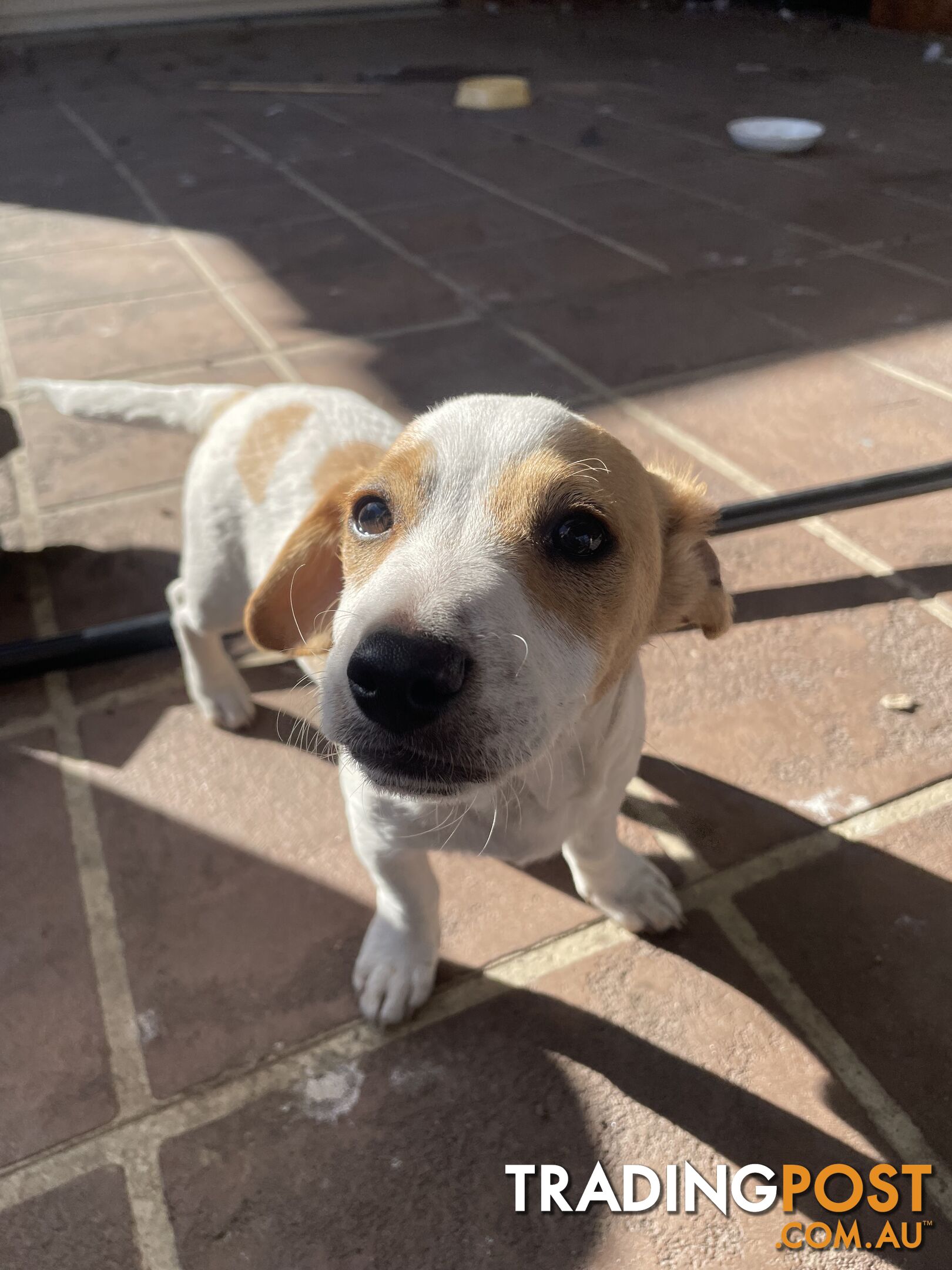 Purebred Jack Russel Puppies