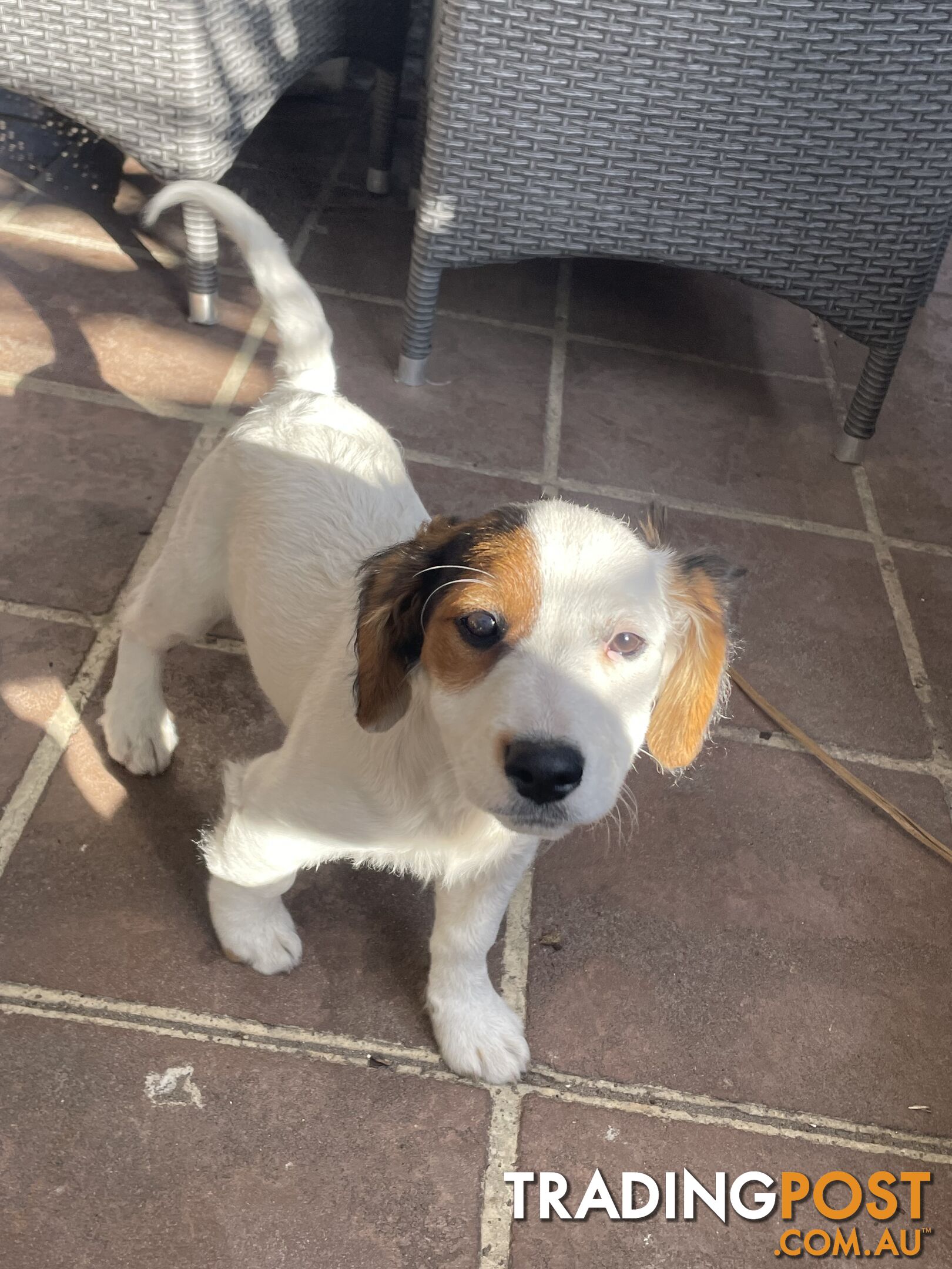 Purebred Jack Russel Puppies
