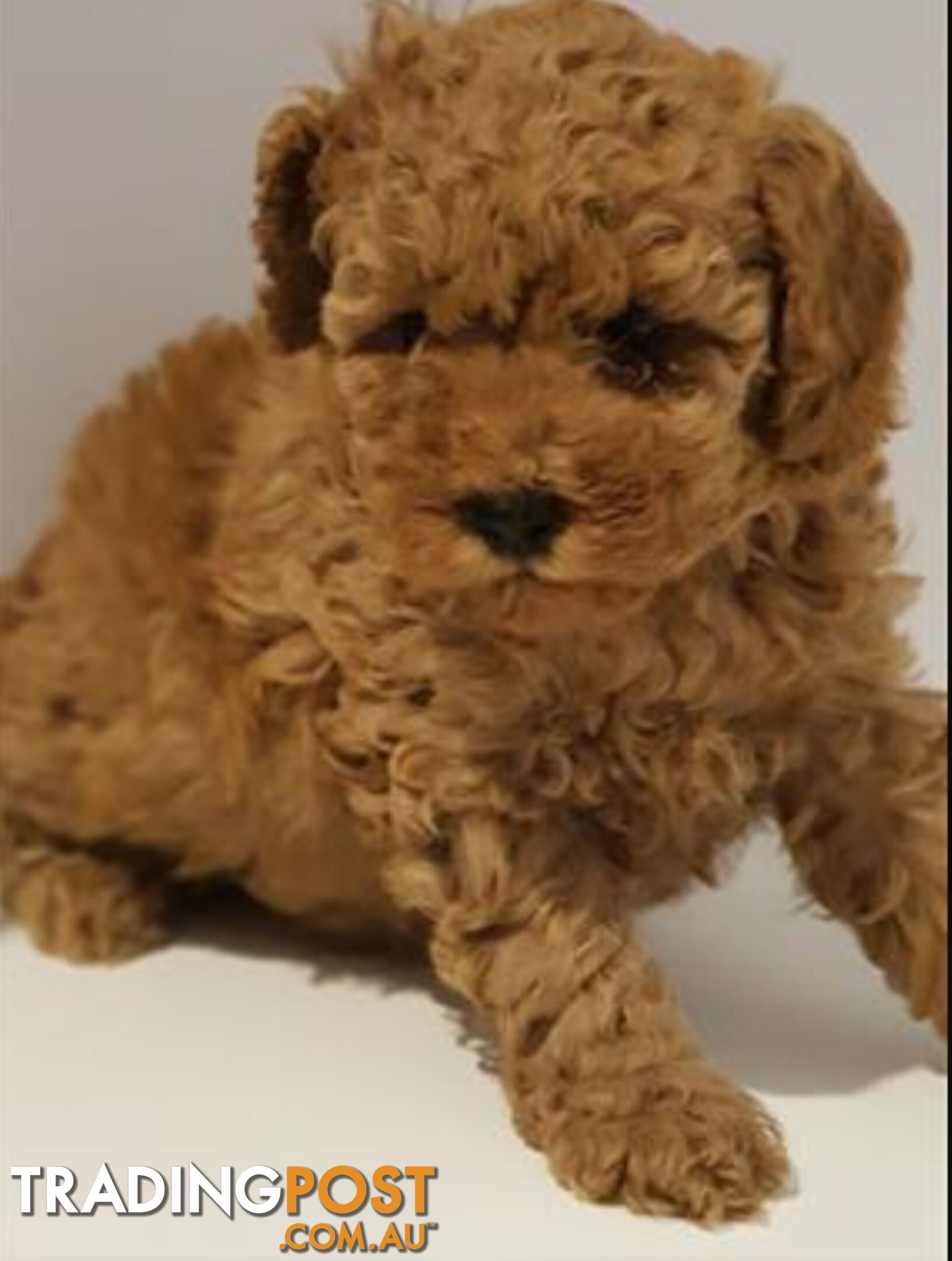 Gorgeous Red toy poodles females contact me on PhoneNumber value 39 ...