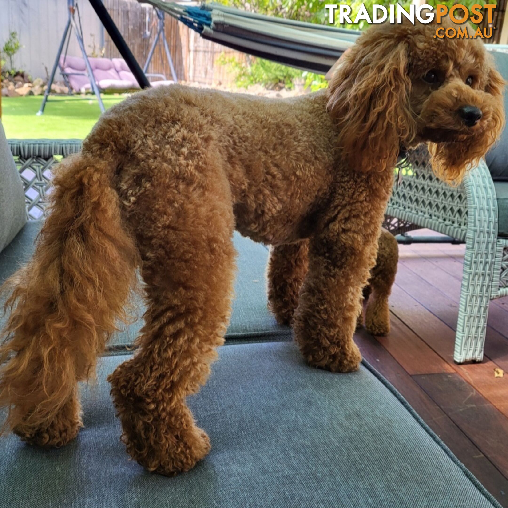 Gorgeous Red toy poodles females contact me on PhoneNumber value 39 ...