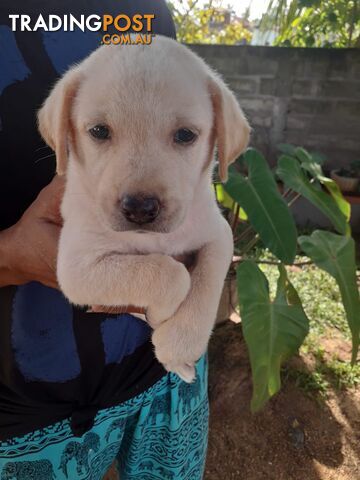 10 Week old Labrador pup