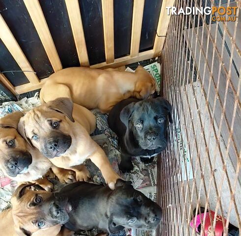 4 Male Puppies between $1,000 and $3,000 in Pallinup Area, WA