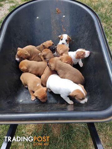 American Staffordshire cross pups