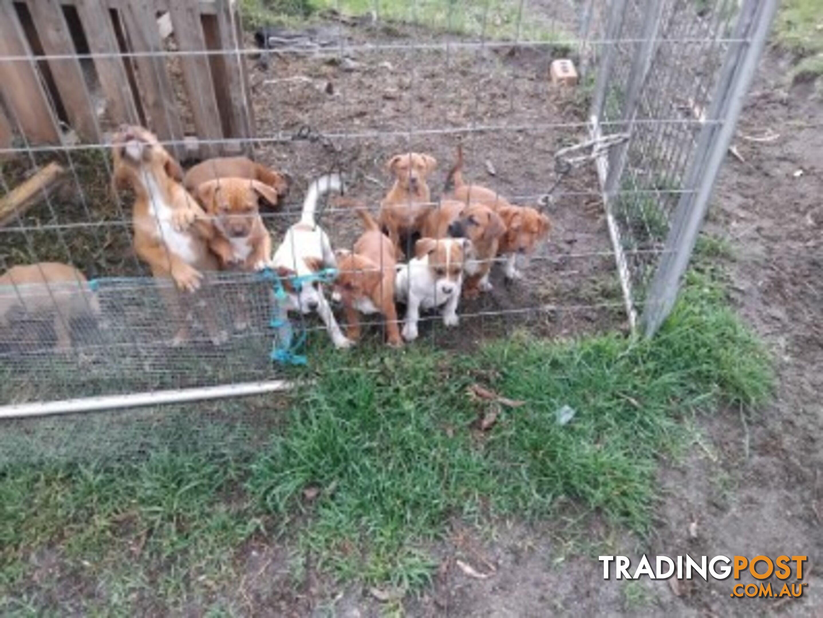 American Staffordshire cross pups